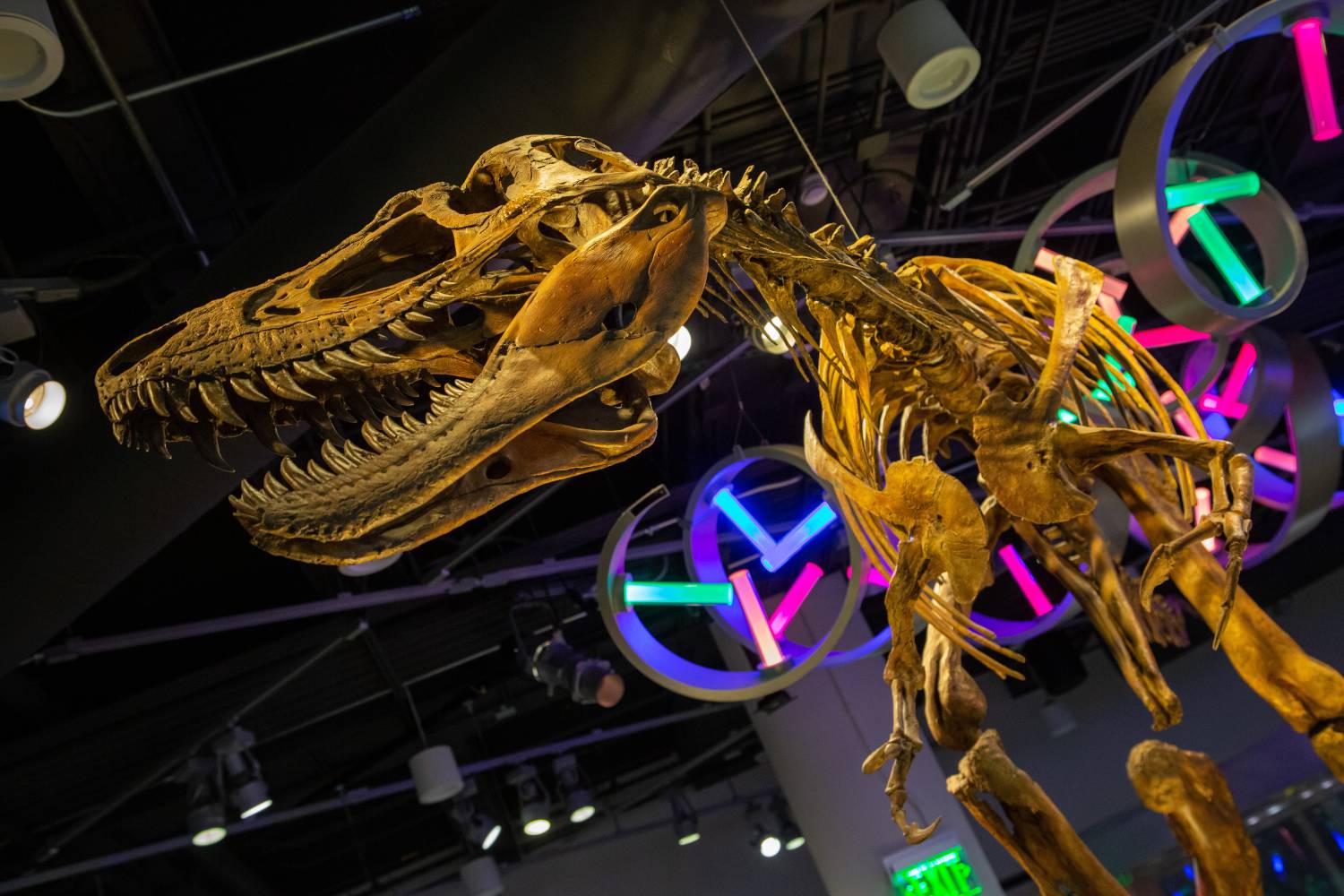 The Experience – Dueling Dinosaurs